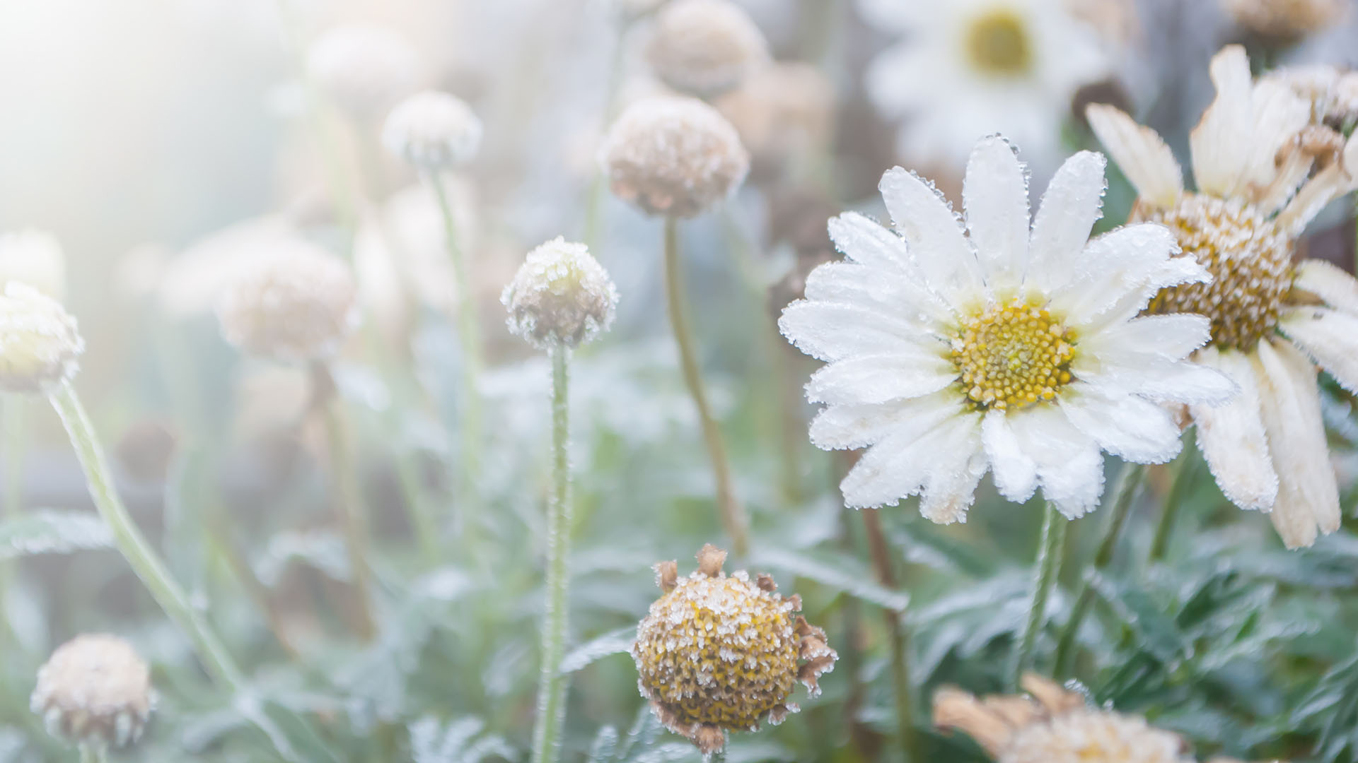 About Us | Locke Funeral Services